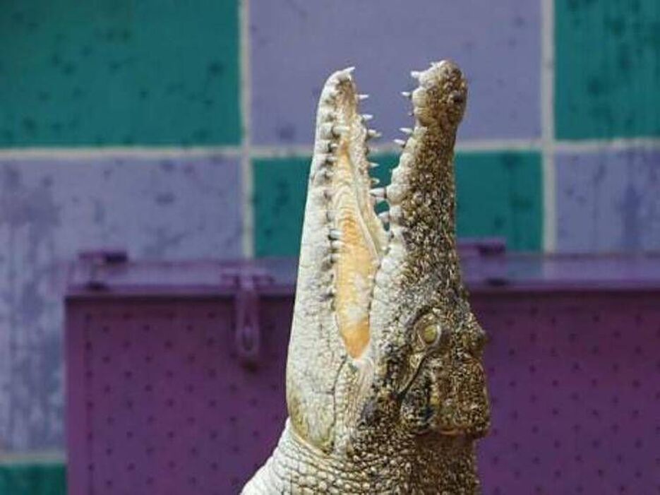 Svelato il mistero del coccodrillo a Ladispoli, il sindaco: "Era un ...